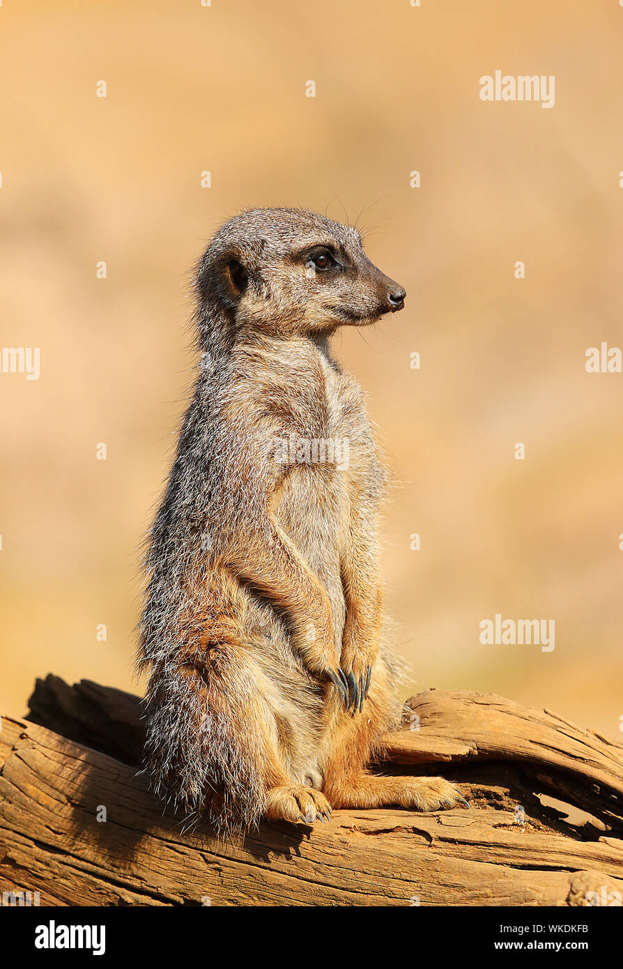 African Meerkat Southwest African Meerkat ZooChat