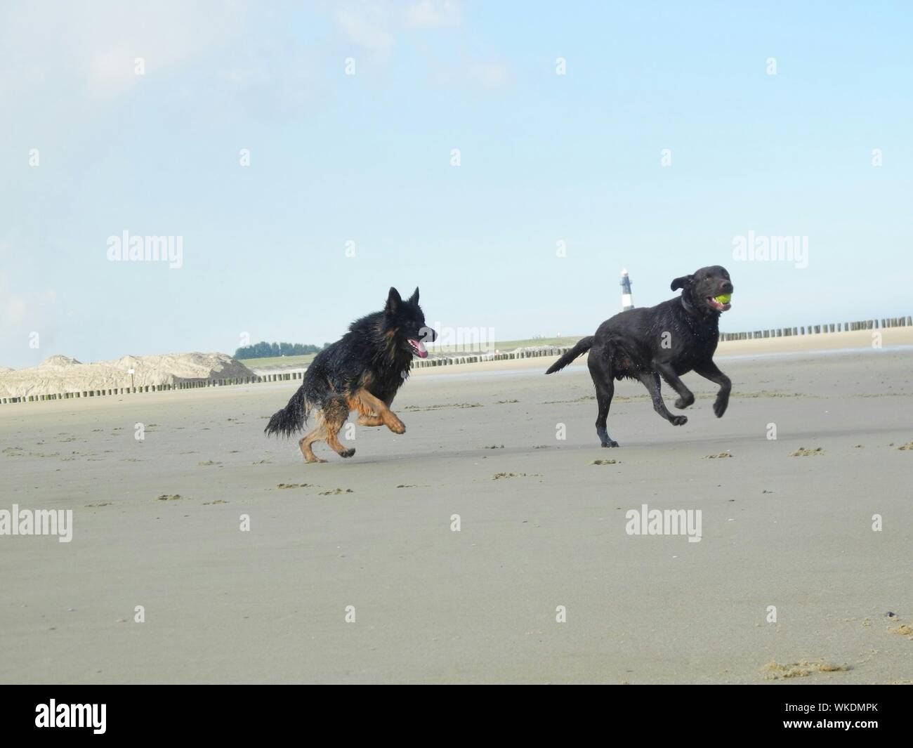 Two dogs running on the sand hi-res stock photography and images - Alamy