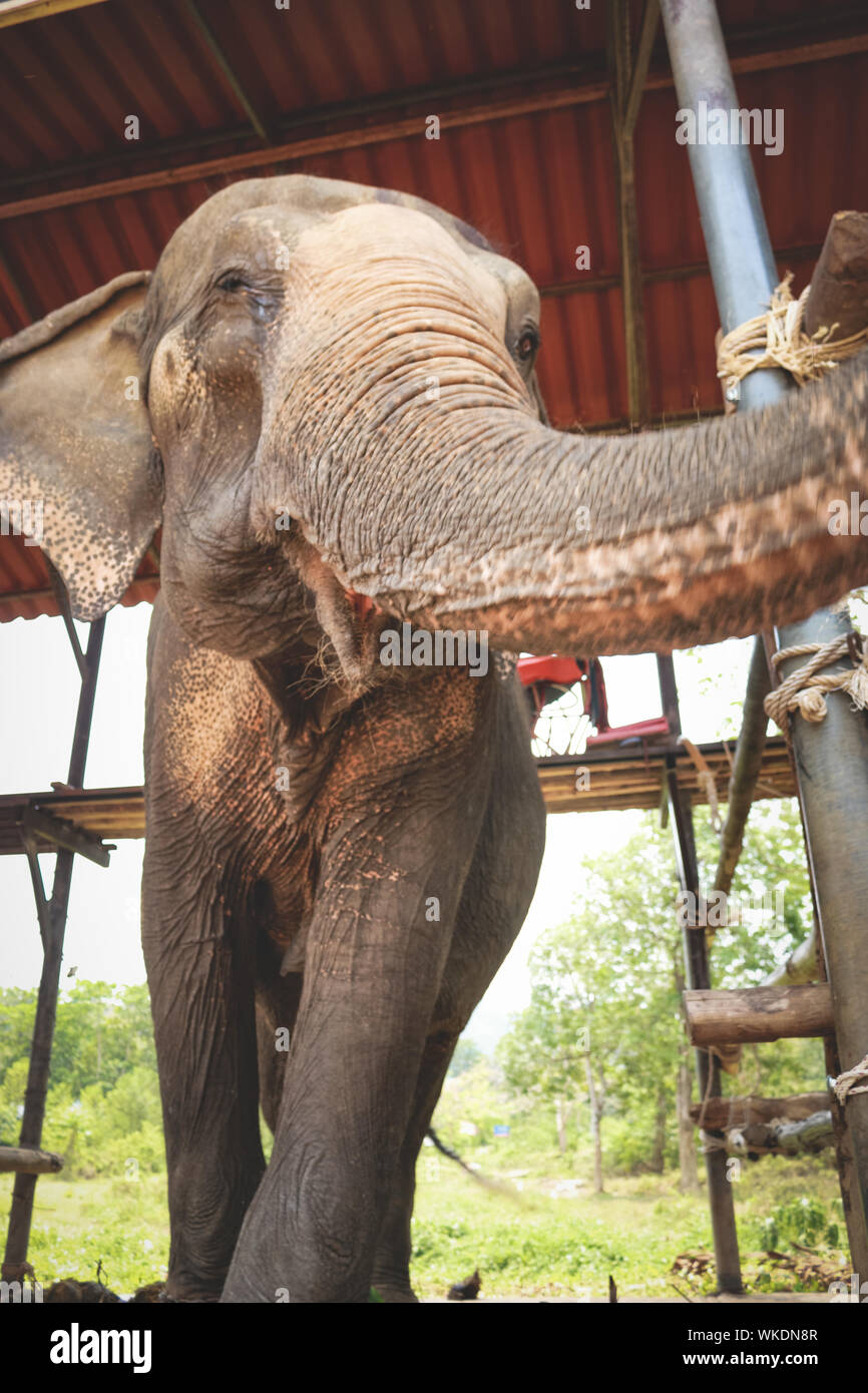 Proboscis elephant hi-res stock photography and images - Alamy