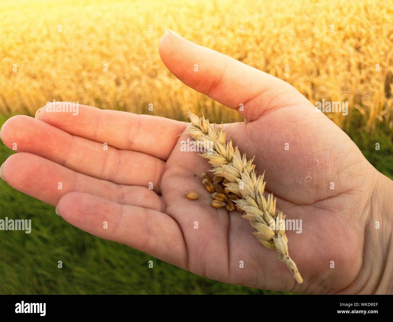 Man holding crop hi-res stock photography and images - Alamy
