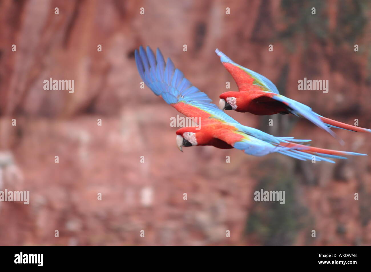 Flying macaws hi-res stock photography and images - Alamy