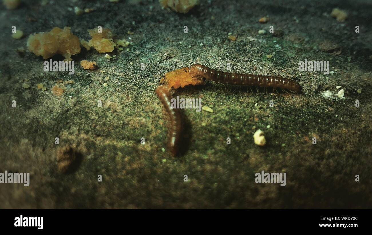 Millipedes Are Not Insects High Resolution Stock Photography and Images ...