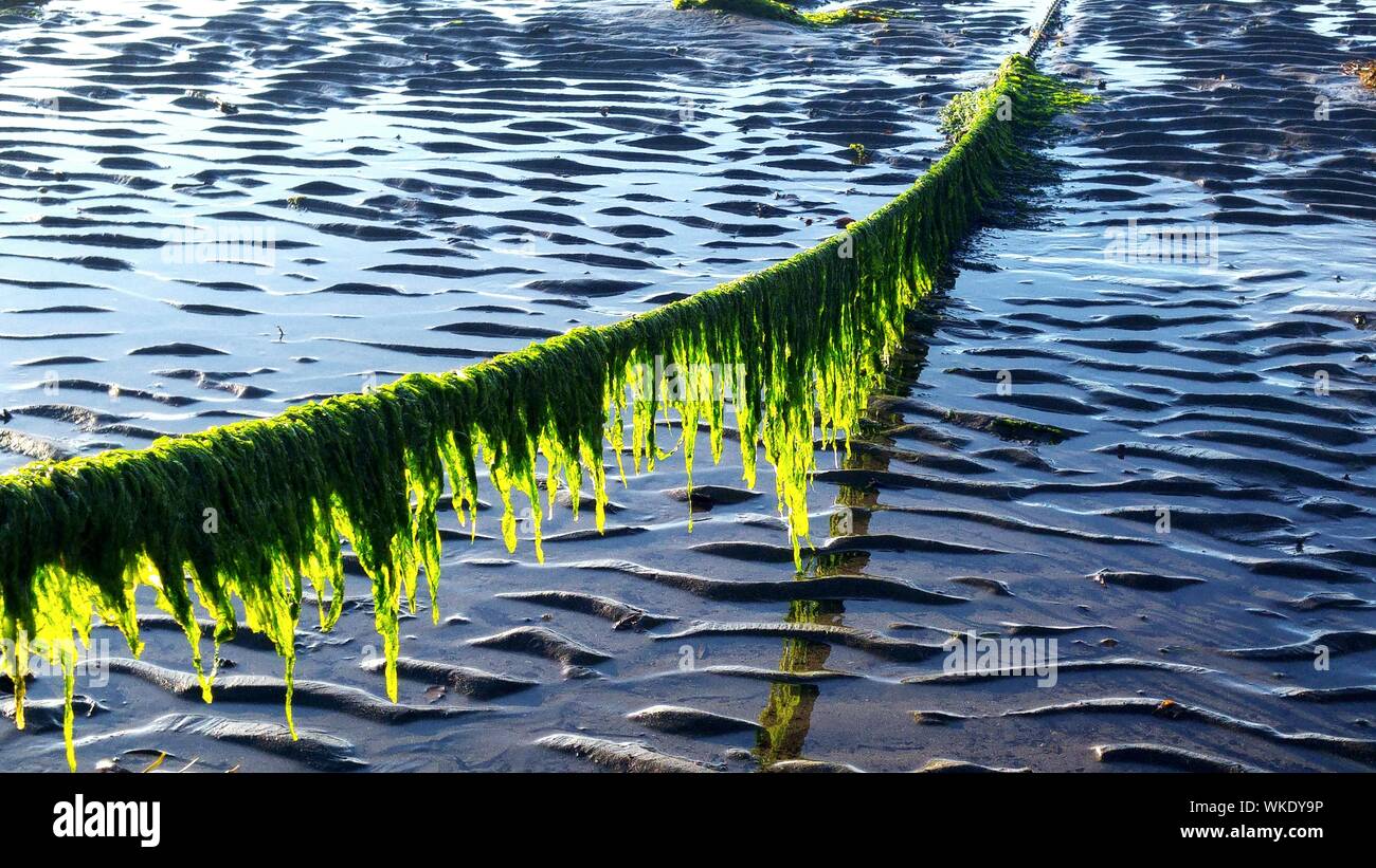Hanging Moss Stock Photos & Hanging Moss Stock Images - Alamy
