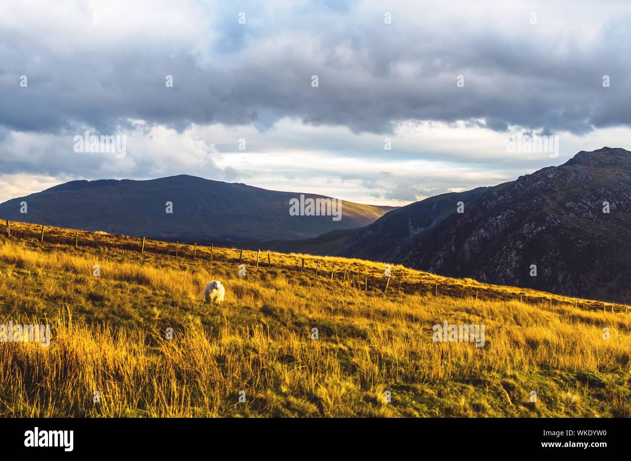 Grassy moor hi-res stock photography and images - Alamy