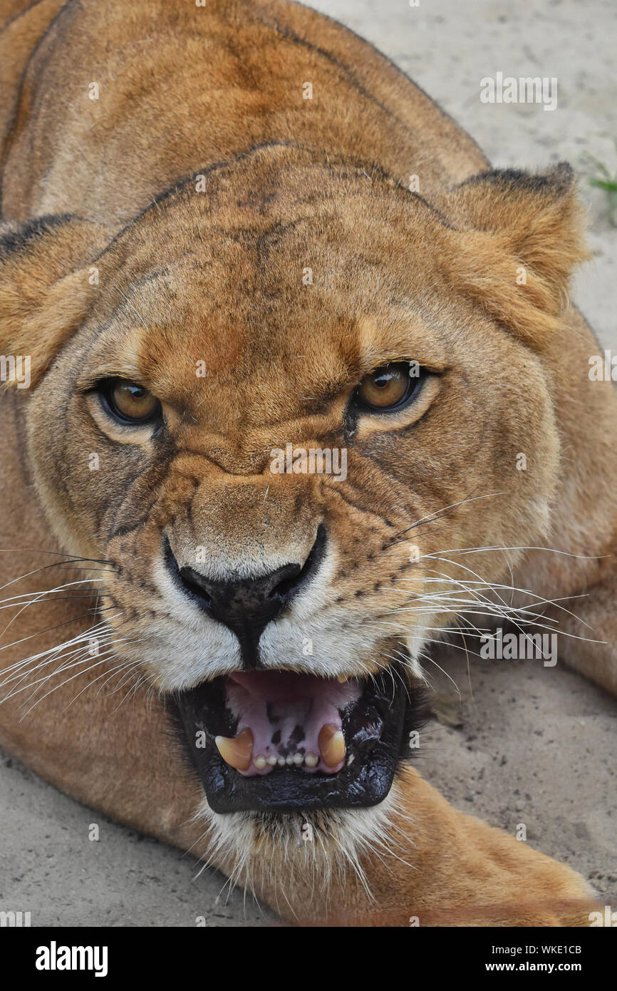 Roaring lioness portrait hi-res stock photography and images - Alamy