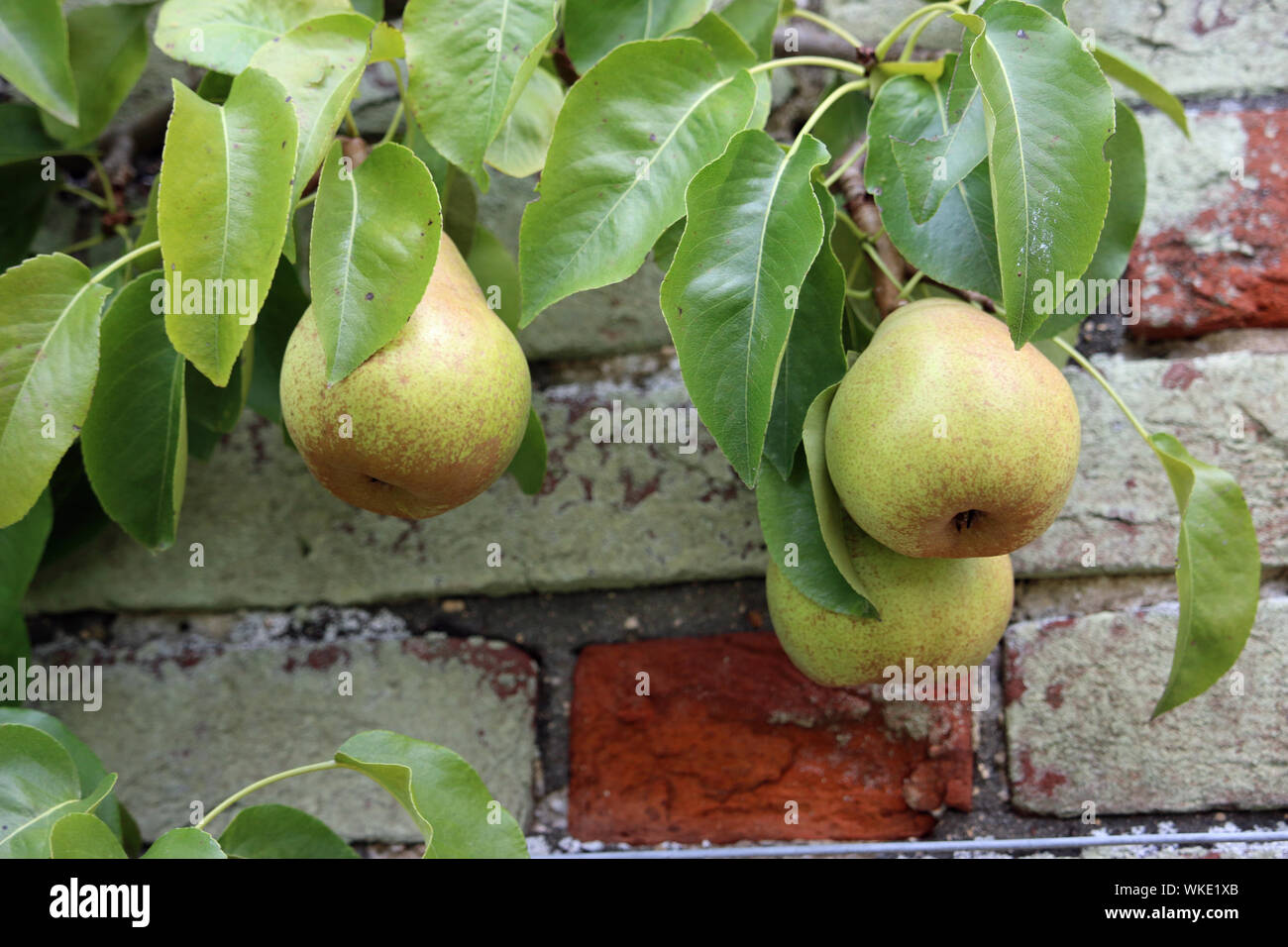 Three dessert pears, Pyrus communis, of the variety Doyenne du Comice ...