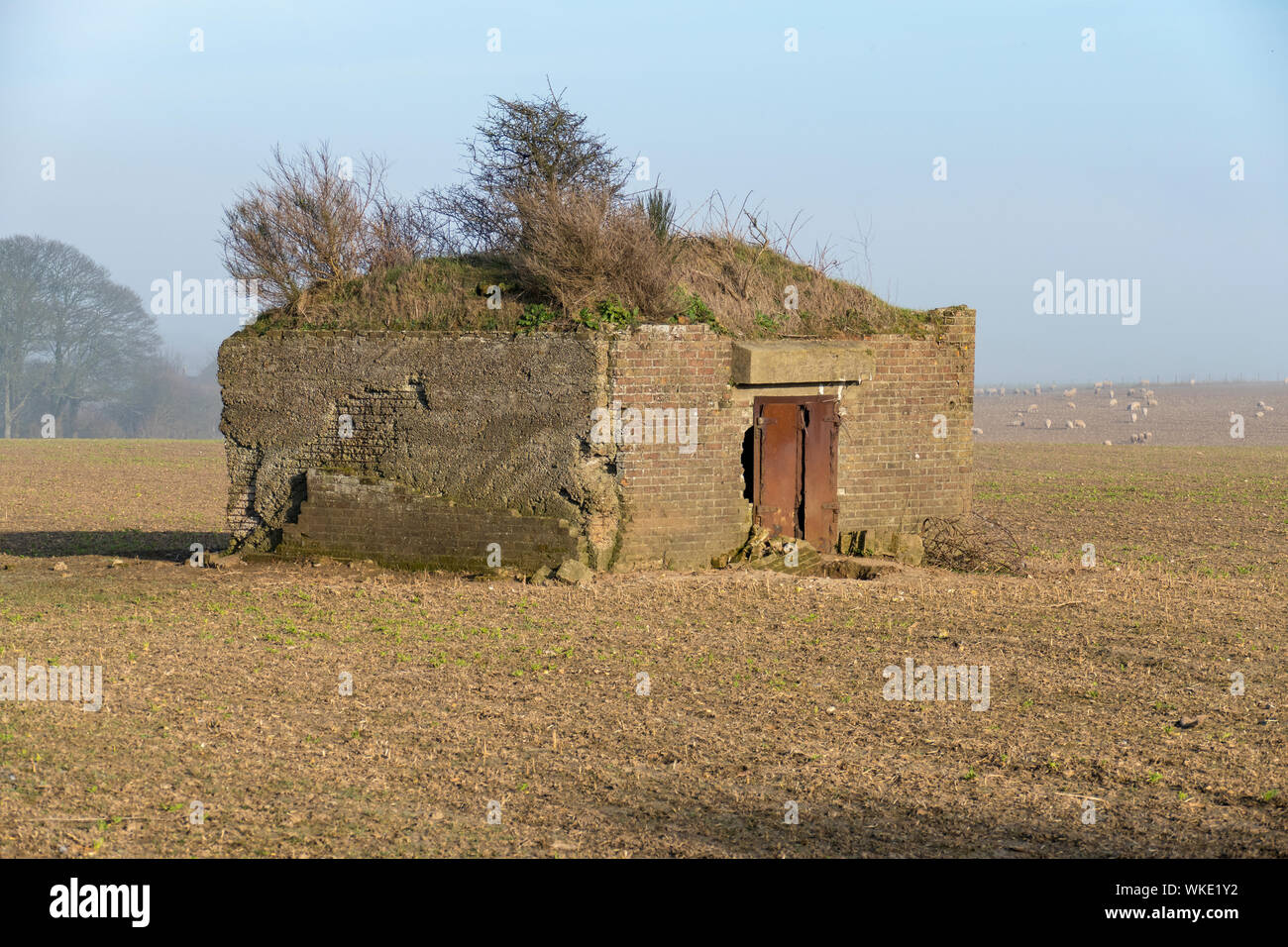 Derelict World War 2 pillbox in a field near Dover,UK. Bushes are ...