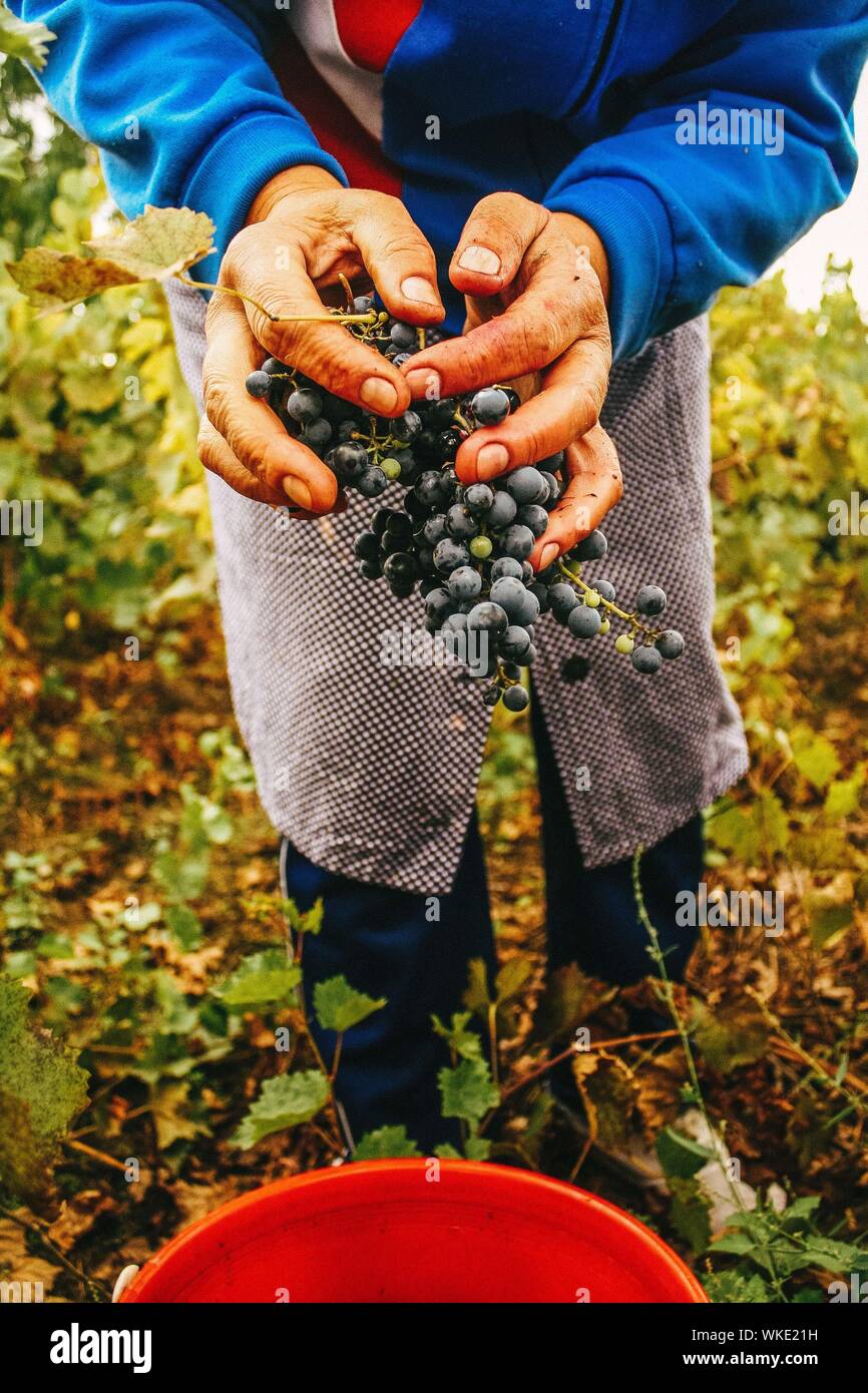 Hand harvesting of grapes hi-res stock photography and images - Alamy