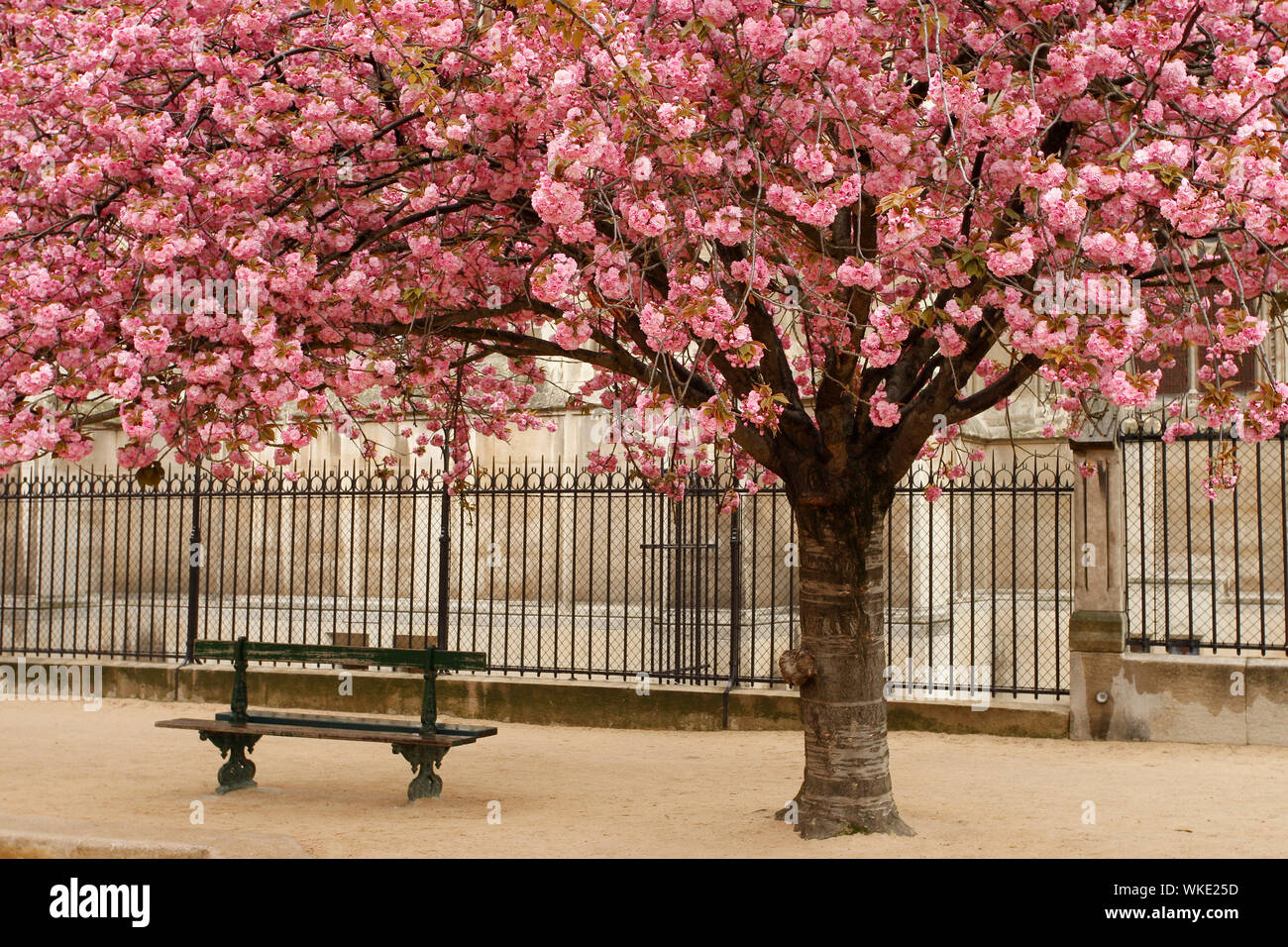Tree Growing Into Fence High Resolution Stock Photography and Images ...