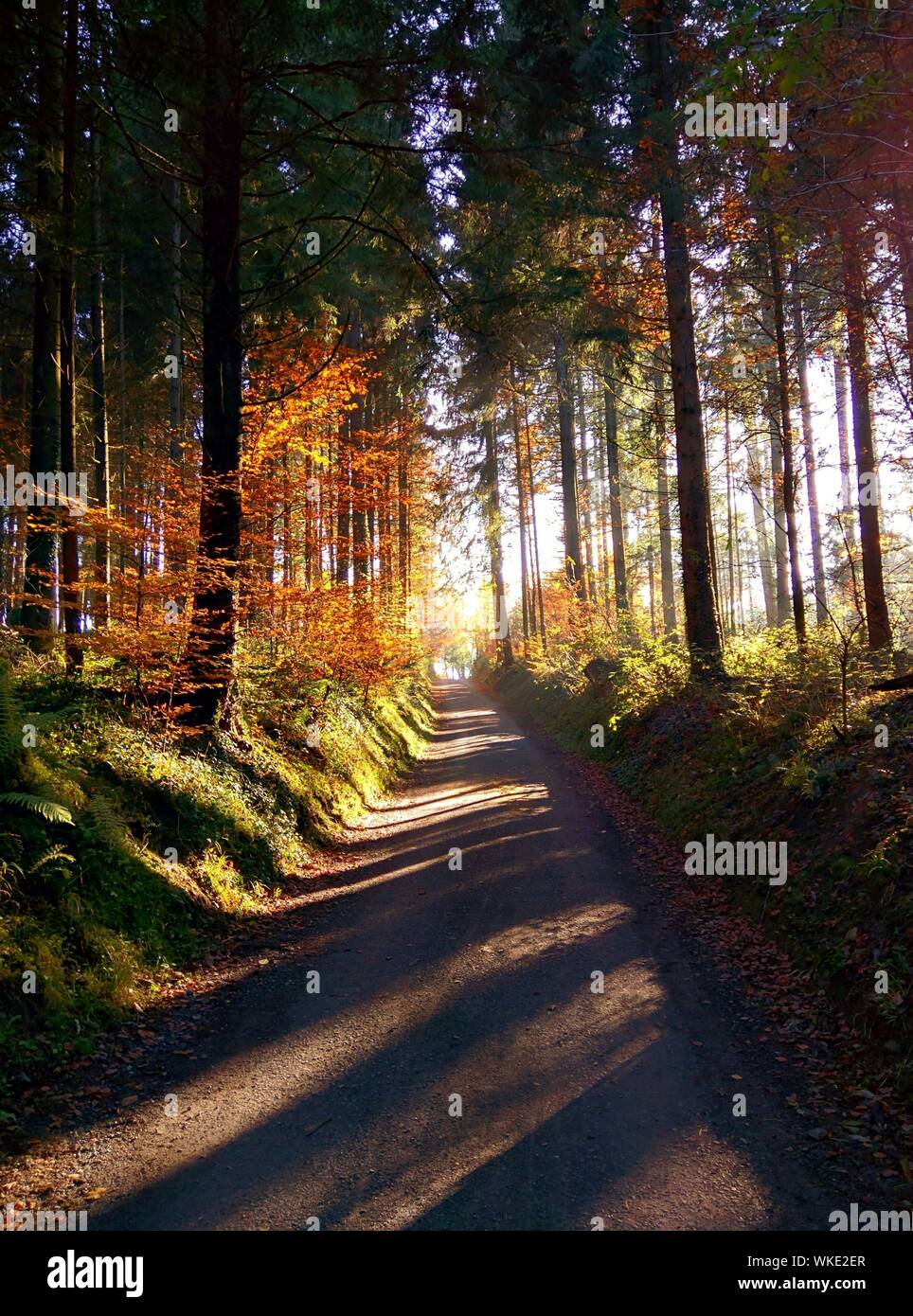 Empty road in autumn forest hi-res stock photography and images - Alamy