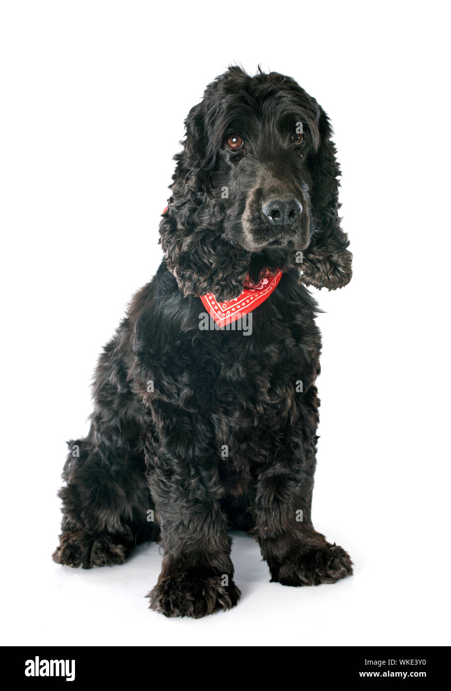 portrait of a purebred english cocker in a studio Stock Photo - Alamy
