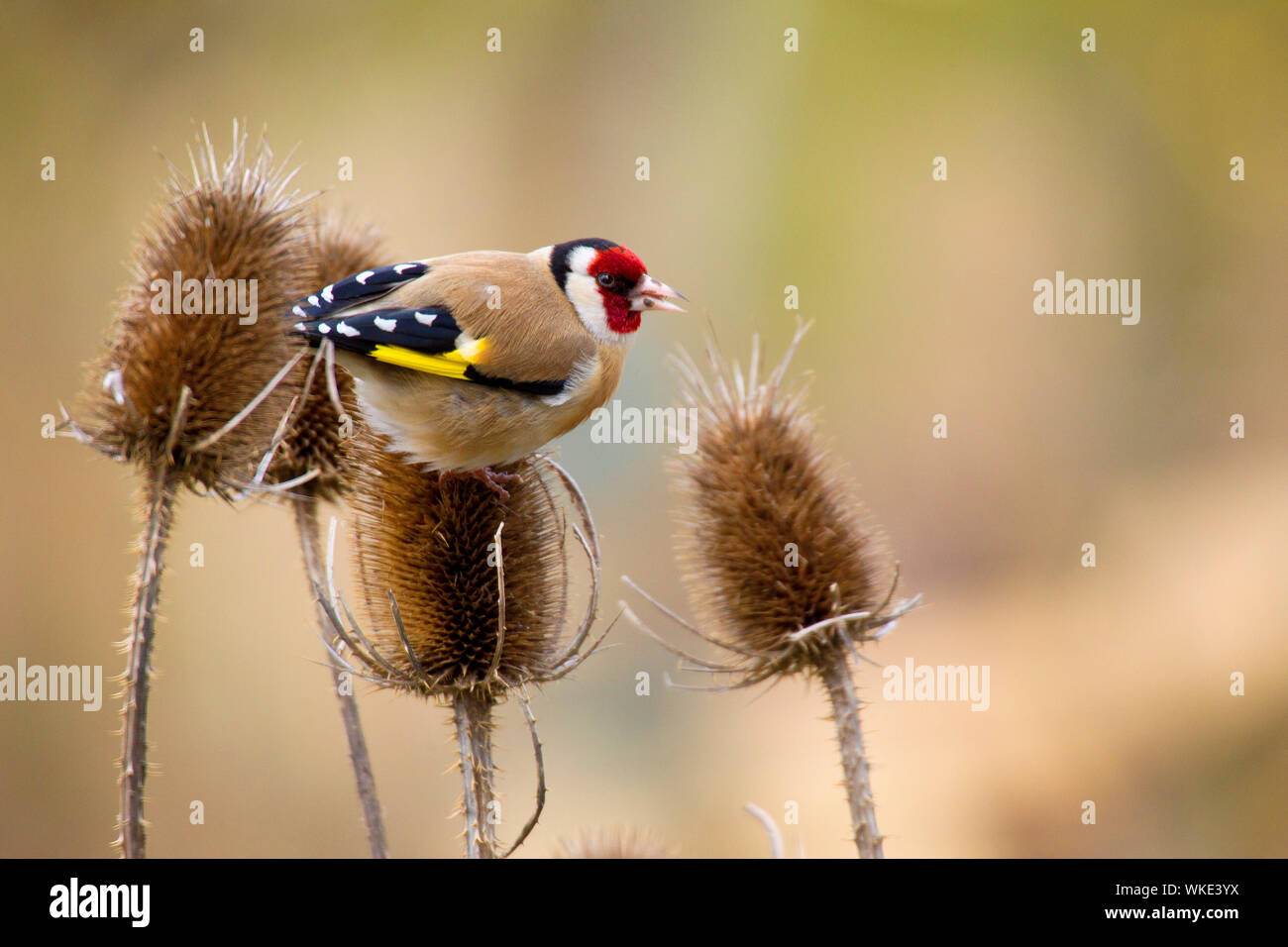 Distelfink hi-res stock photography and images - Alamy