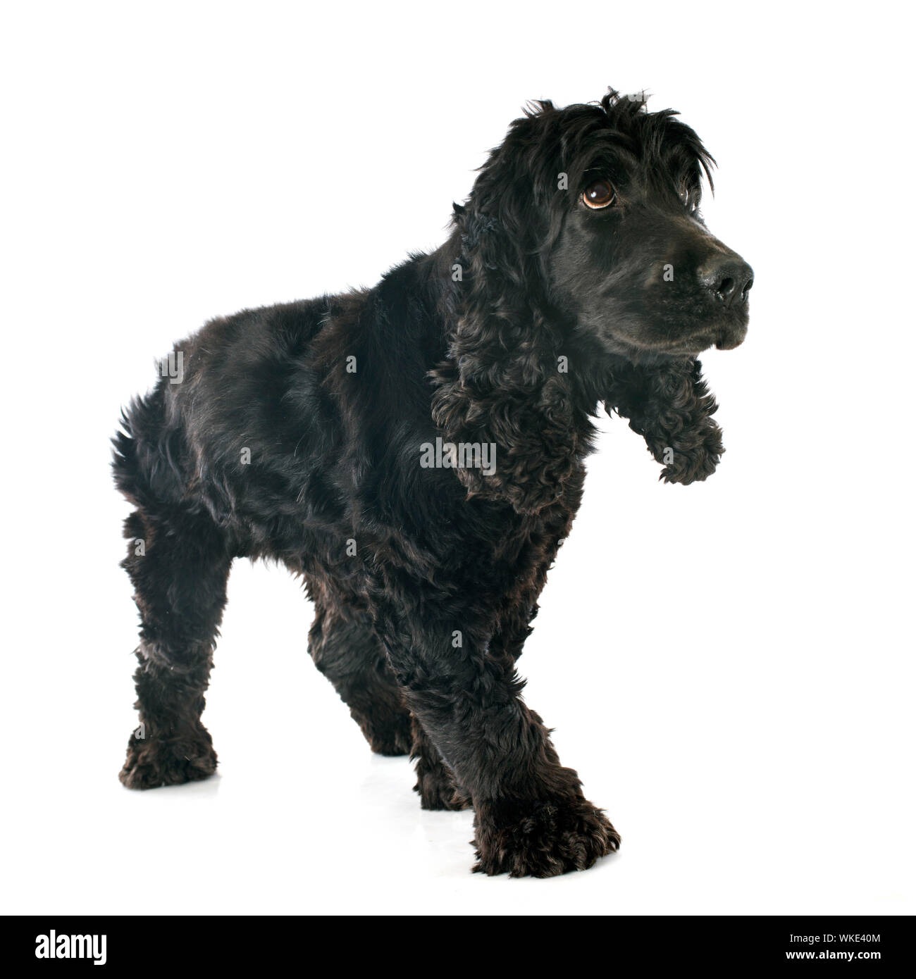 portrait of a purebred english cocker in a studio Stock Photo - Alamy