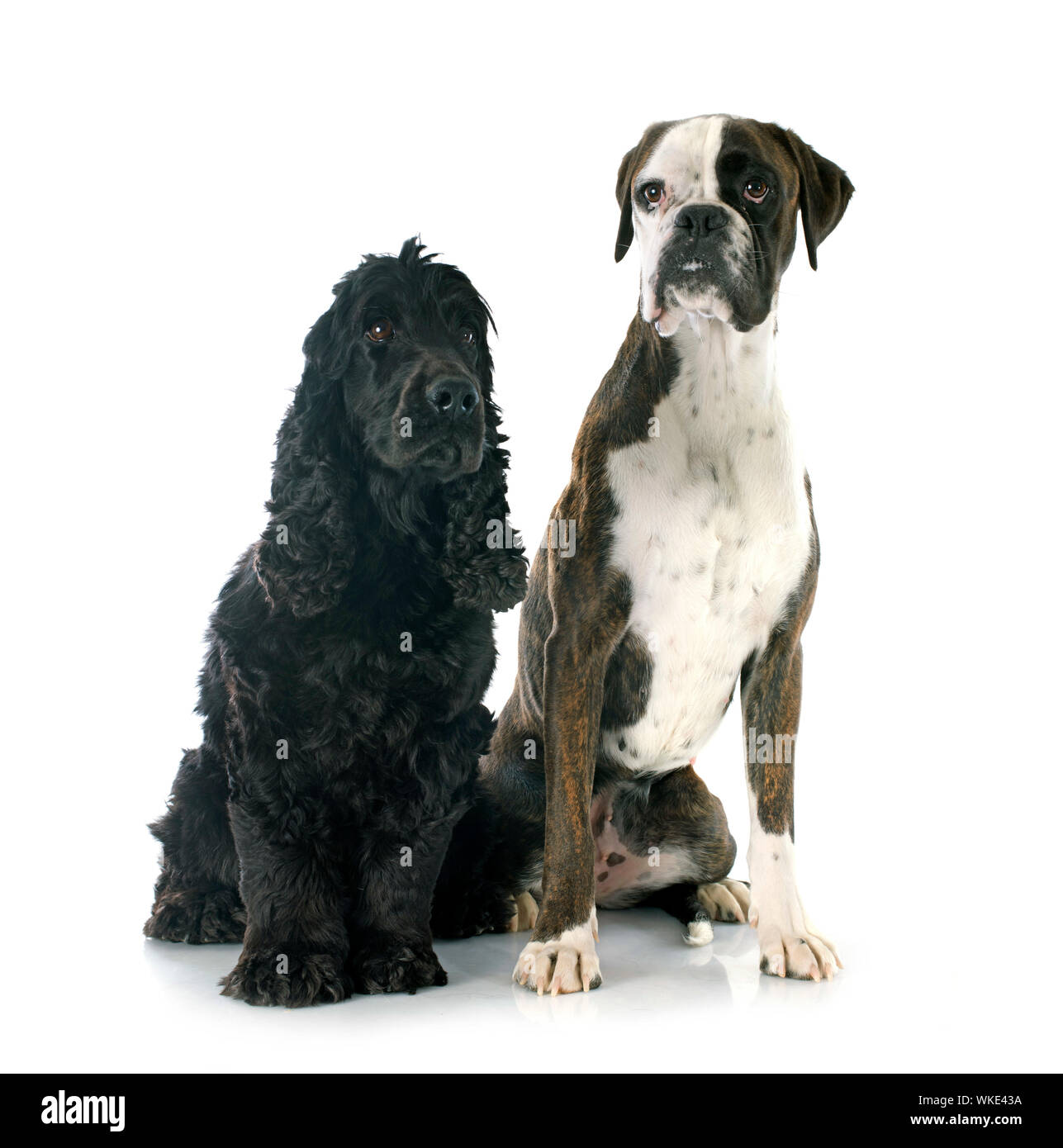 portrait of a purebred english cocker and boxer in a studio Stock Photo ...