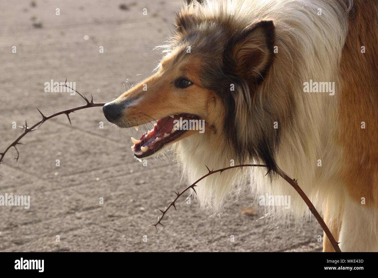 Why Would Rough Collie Bite