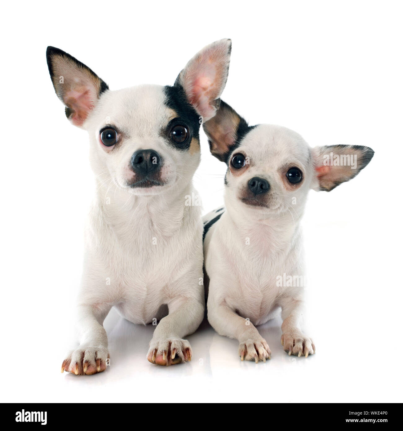 two chihuahuas in front of white background Stock Photo - Alamy
