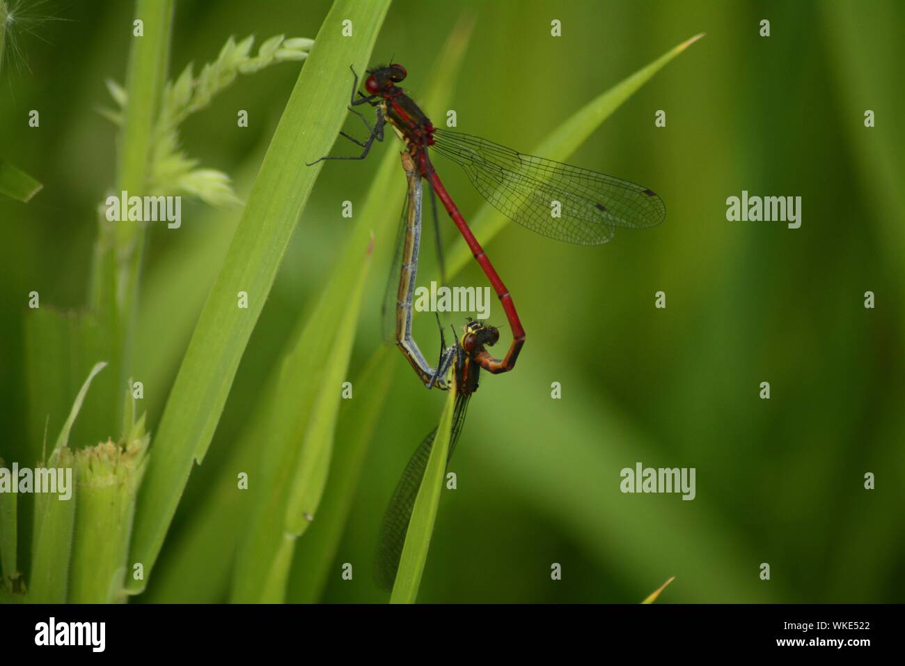 Close up of damselflies mating hi-res stock photography and images - Alamy