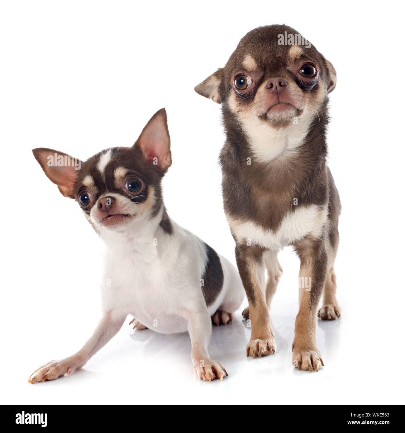 two chihuahuas in front of white background Stock Photo - Alamy