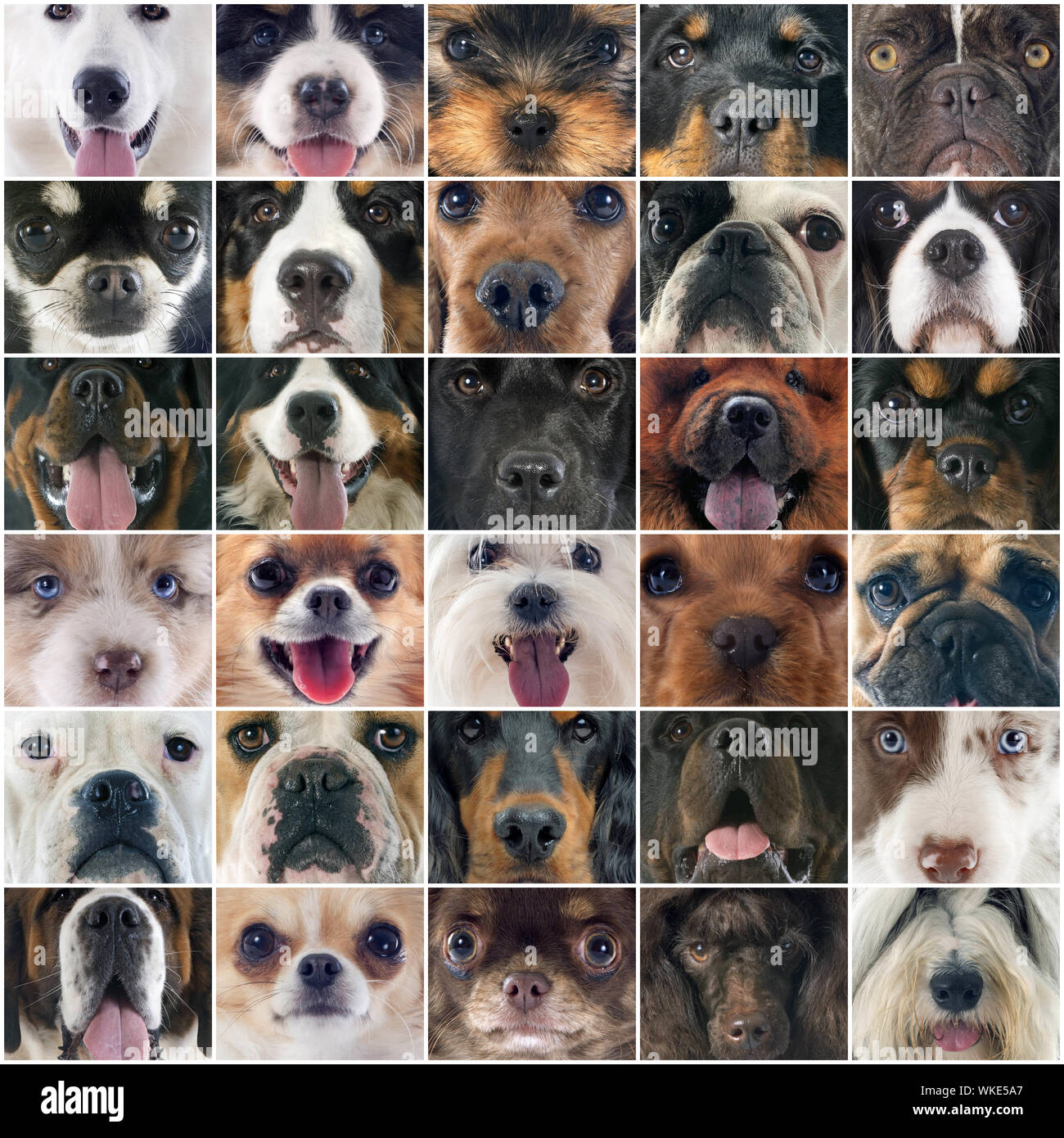composite picture of head of dogs in studio Stock Photo - Alamy
