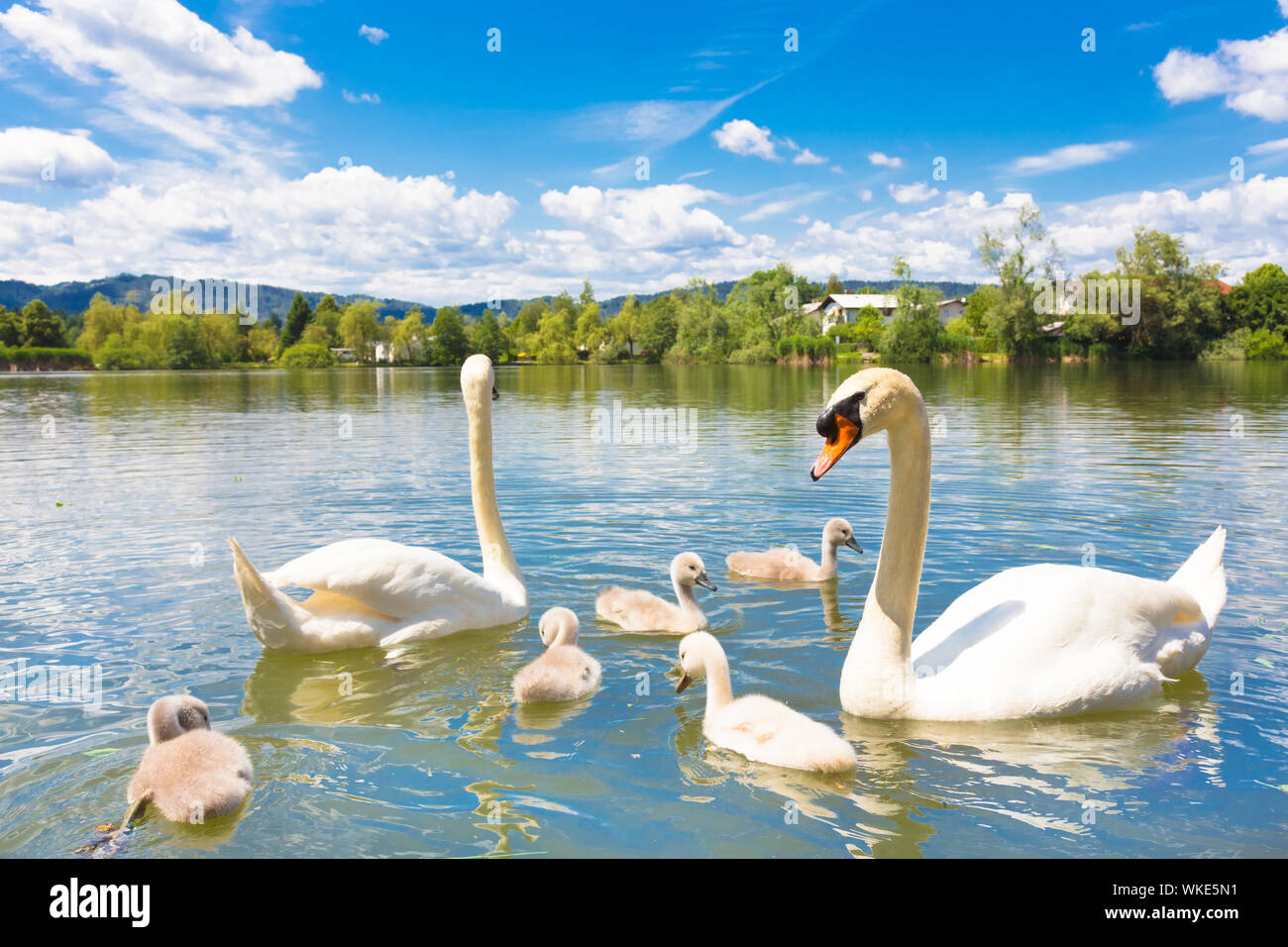 Swan family swimming in Koseze Pond or Martinek Pond or Lake Koseze is ...