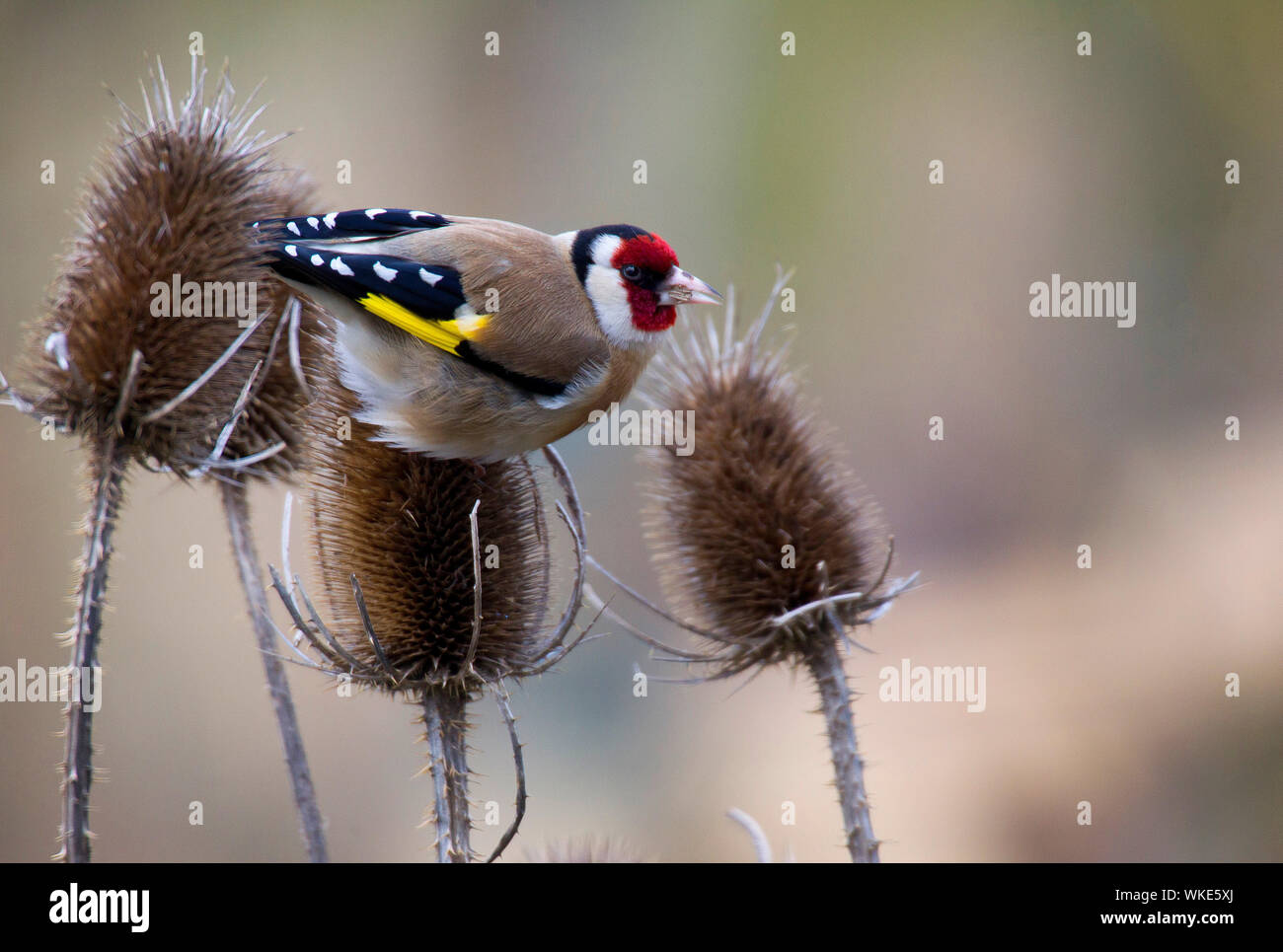 Distelfink hi-res stock photography and images - Alamy