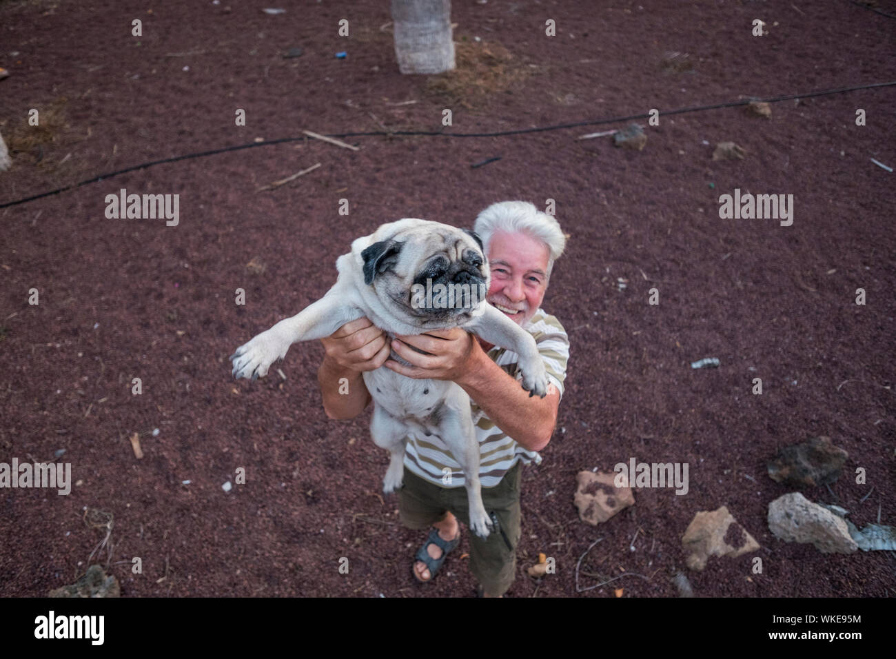 Smiling pug hi-res stock photography and images - Alamy