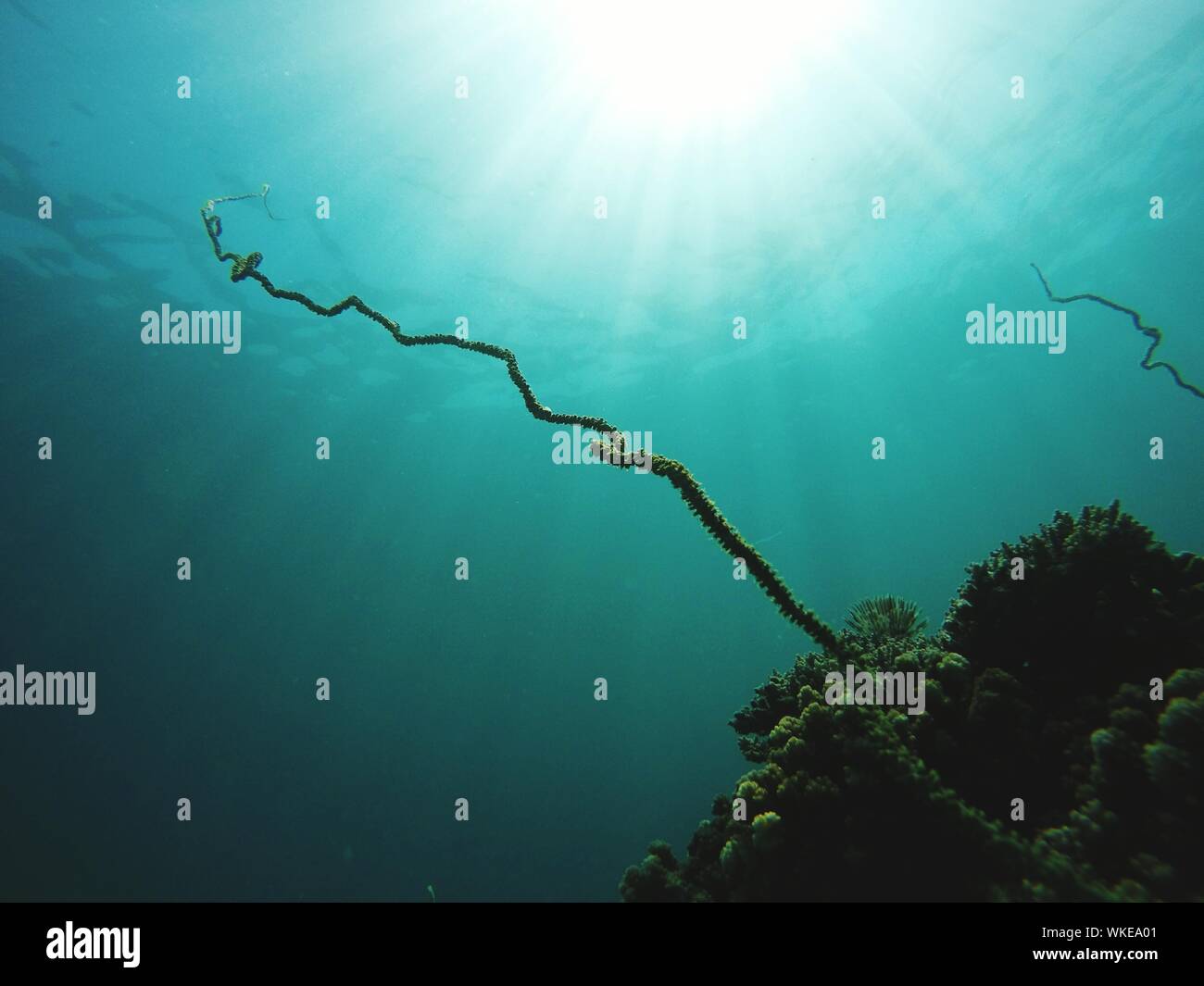 Underwater Fern High Resolution Stock Photography and Images - Alamy