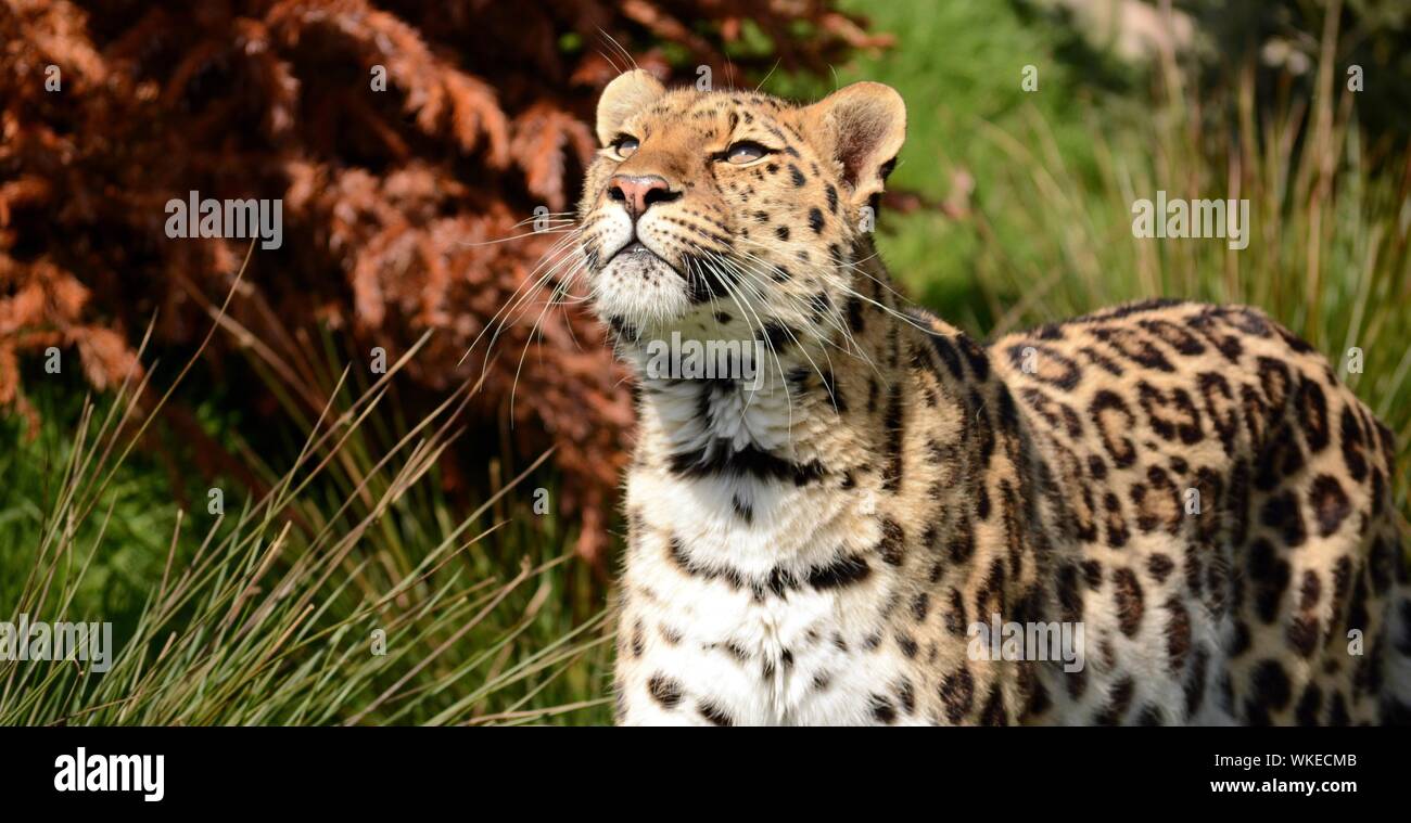 Leopard looking up hi-res stock photography and images - Alamy