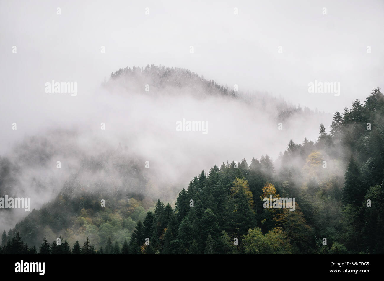 Evergreen forest hi-res stock photography and images - Alamy
