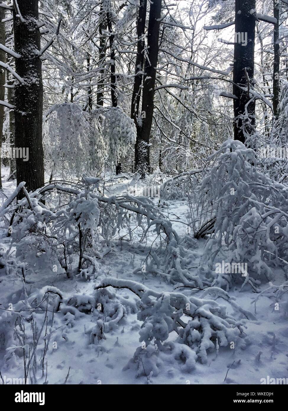 Snow covered fallen tree hi-res stock photography and images - Alamy