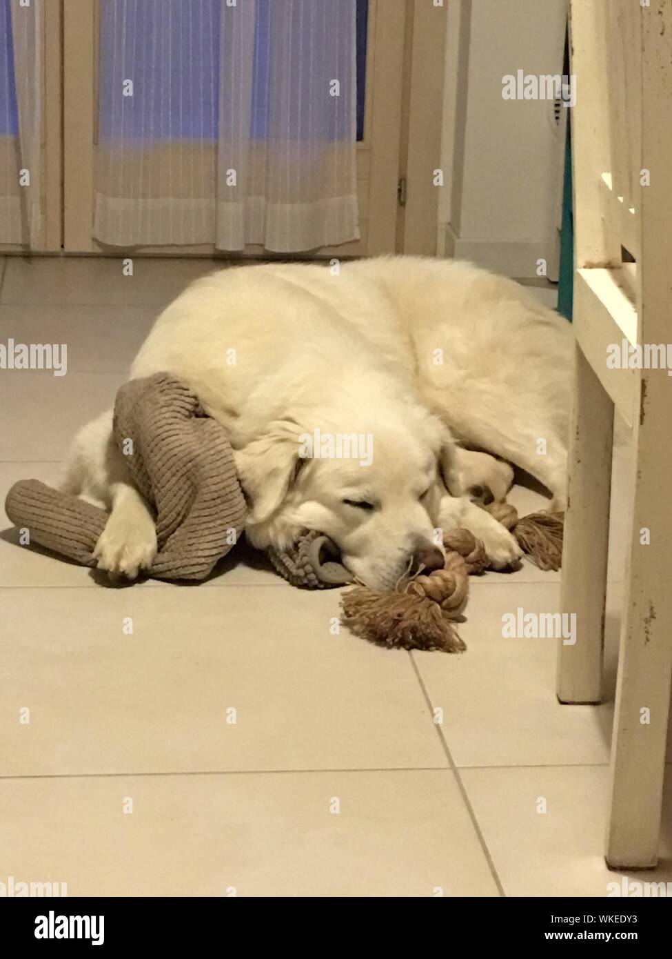 Dog Sleeping On Rug Stock Photo - Alamy