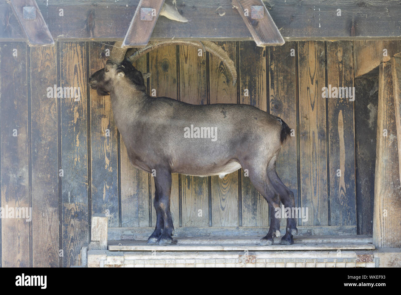 Male natural alpine ibex hi-res stock photography and images - Alamy
