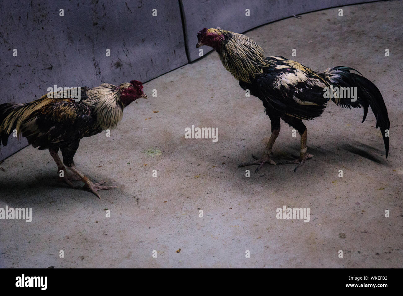 Two fighting roosters hi-res stock photography and images - Alamy