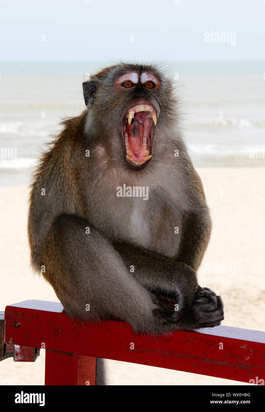 Monkey Yawning High Resolution Stock Photography and Images - Alamy