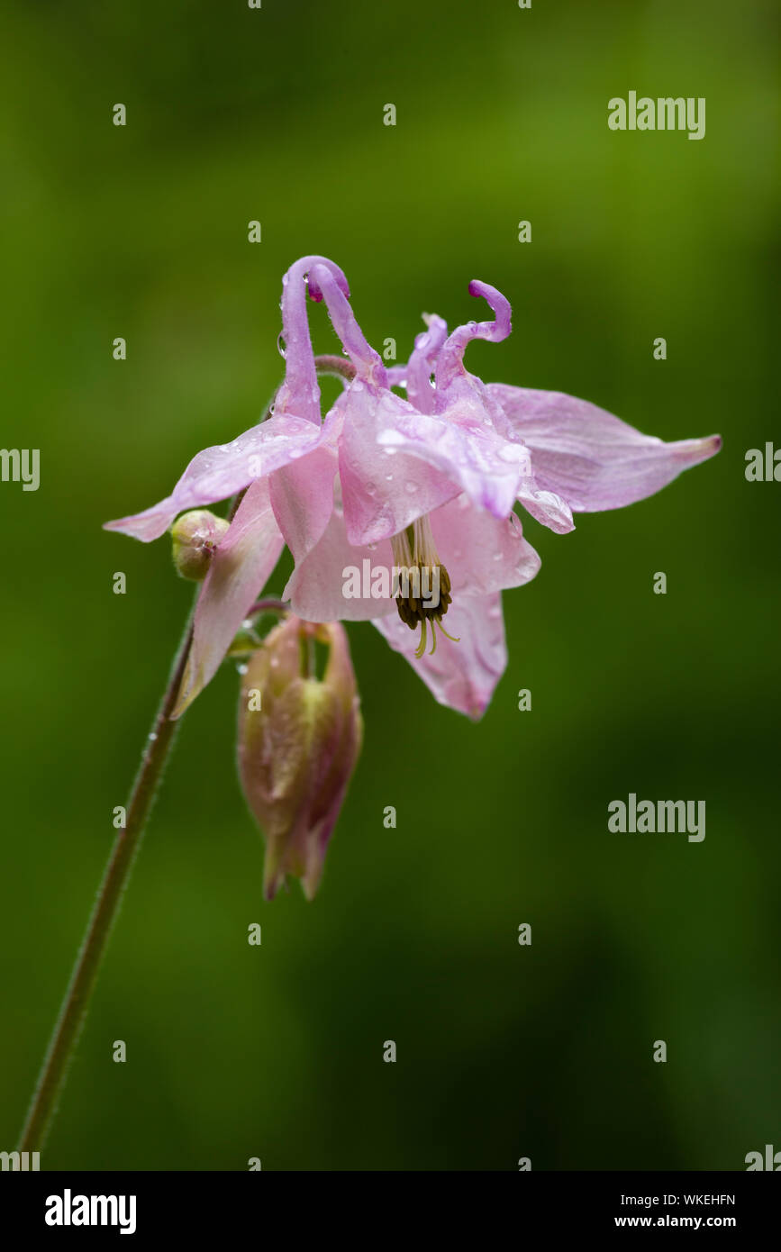 European columbine aquilegia vulgaris hi-res stock photography and ...