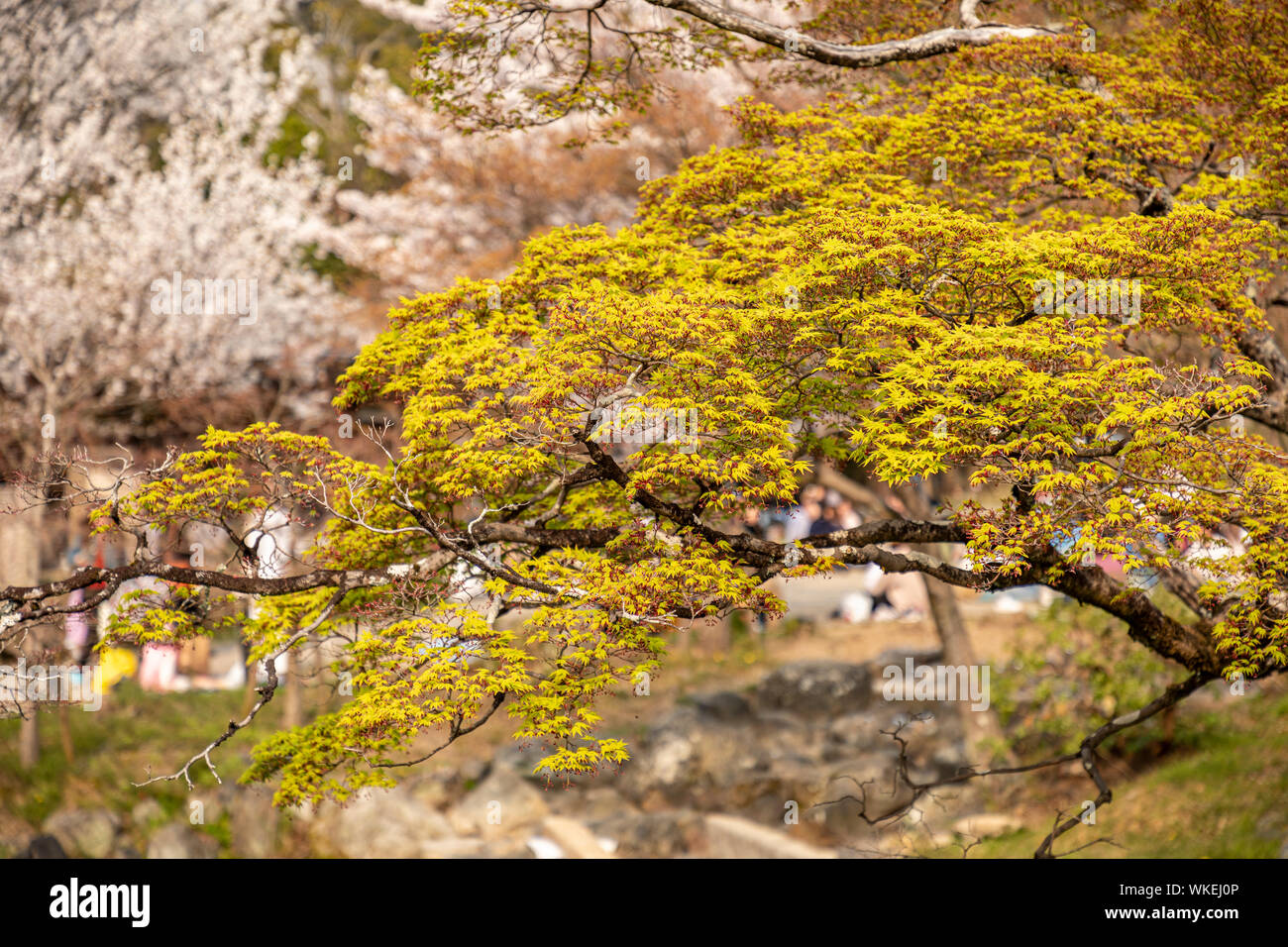 Beautiful japanese maple acer hi-res stock photography and images - Alamy