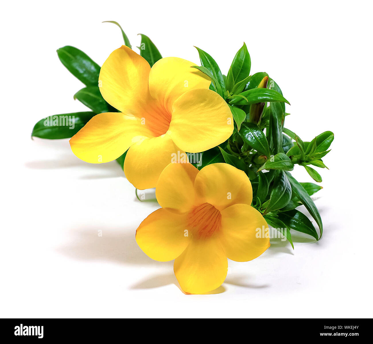 Allamanda flower hi-res stock photography and images - Alamy