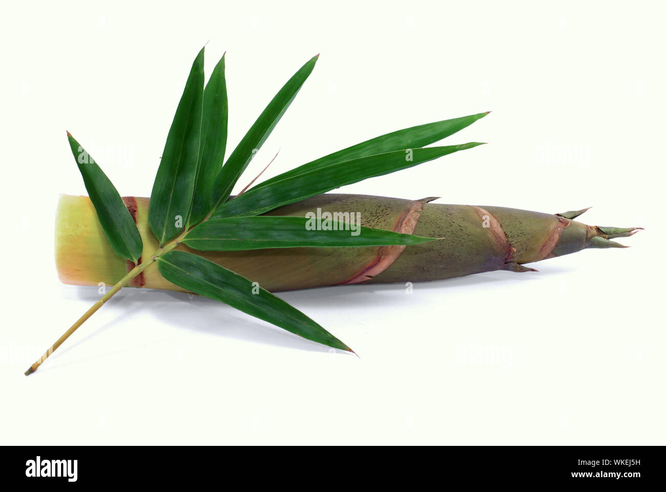 Bamboo shoot isolated on white background Stock Photo - Alamy