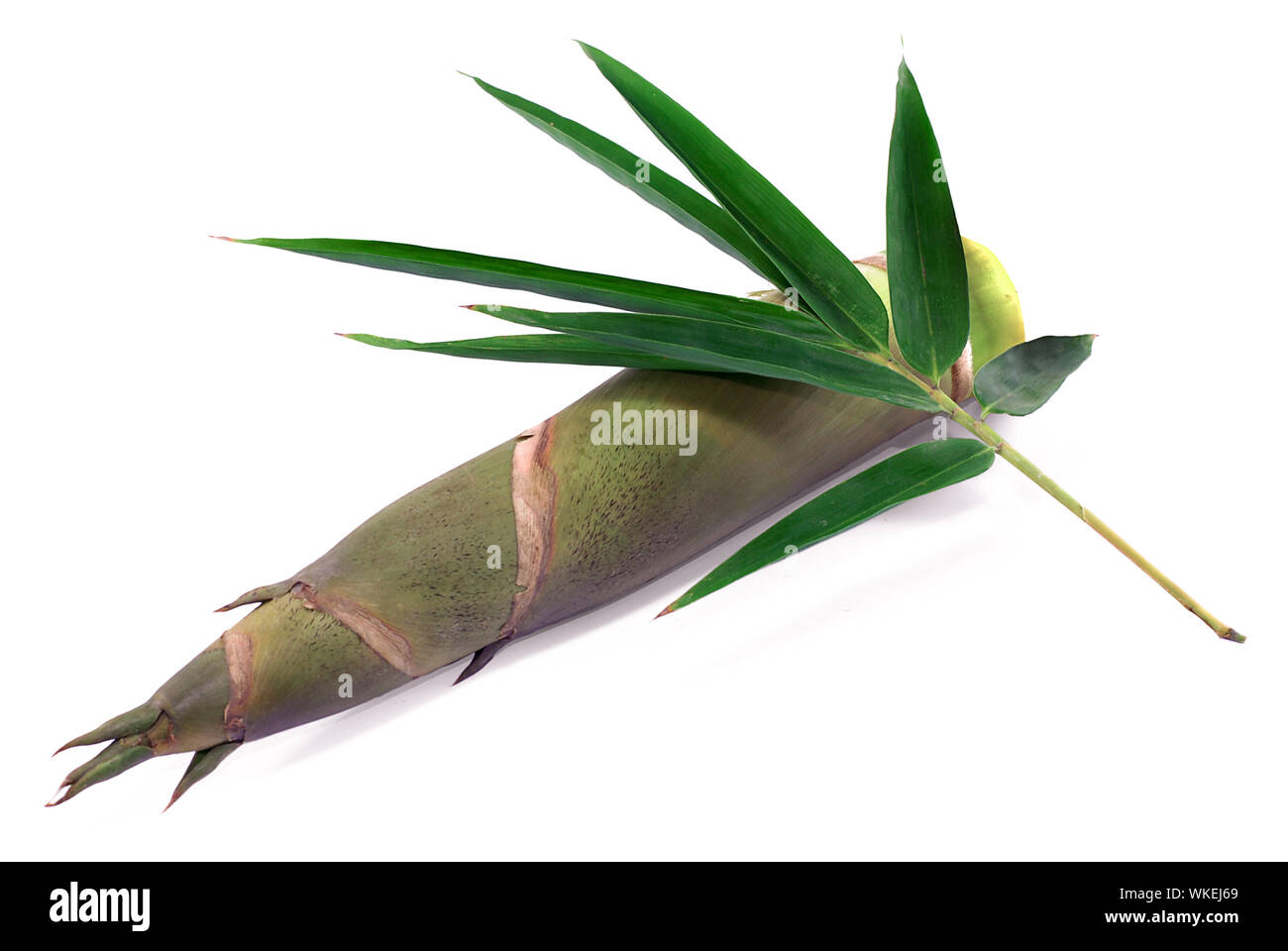 Bamboo shoot isolated on white background Stock Photo - Alamy