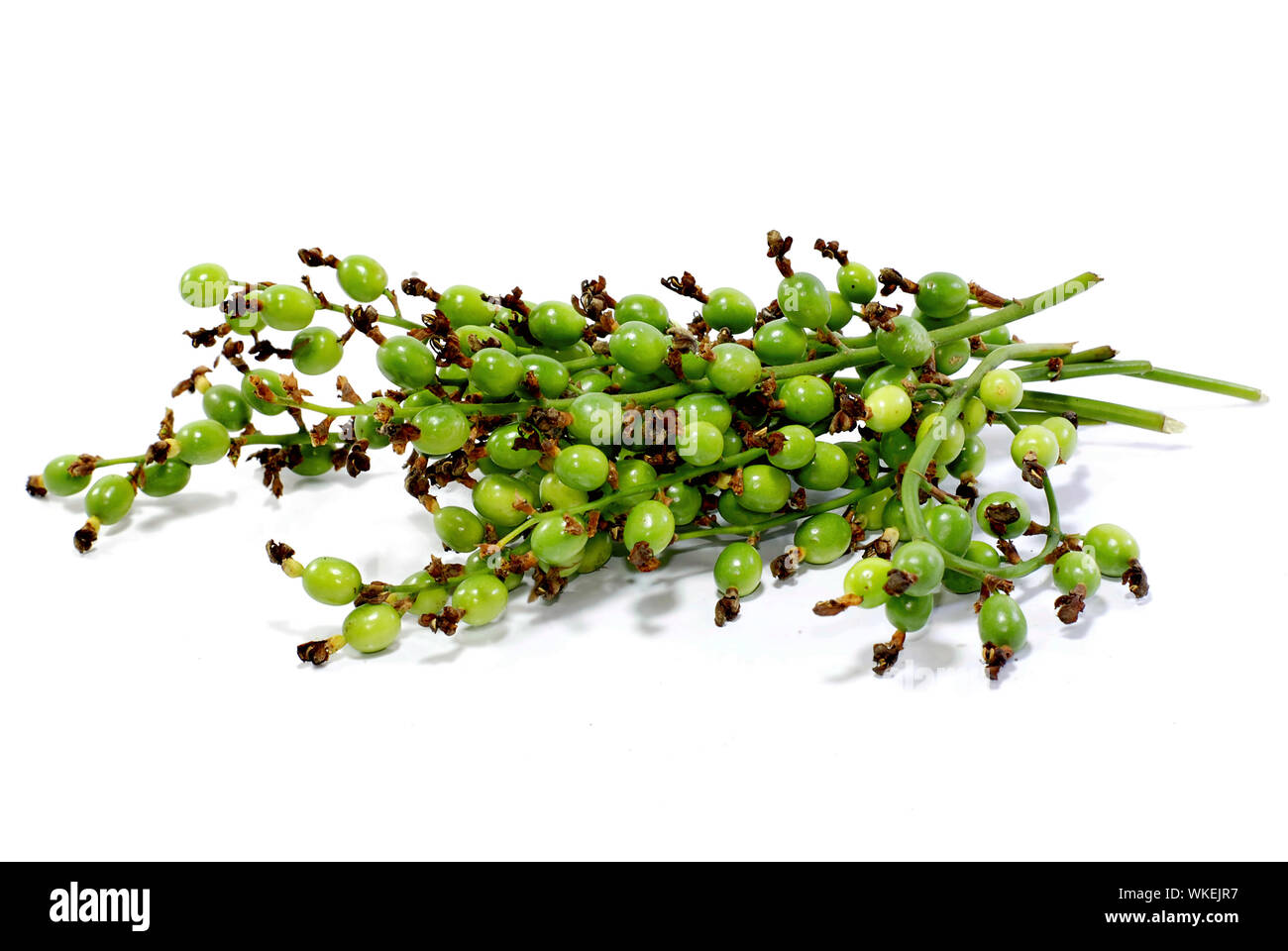 Galangal seed cut out, Galangal isolated on white background Stock ...