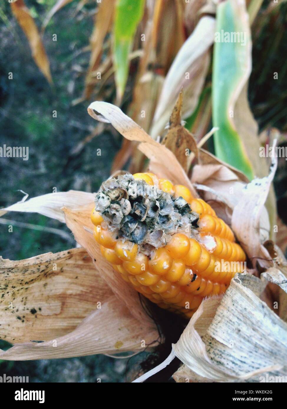 Rotting corn hi-res stock photography and images - Alamy