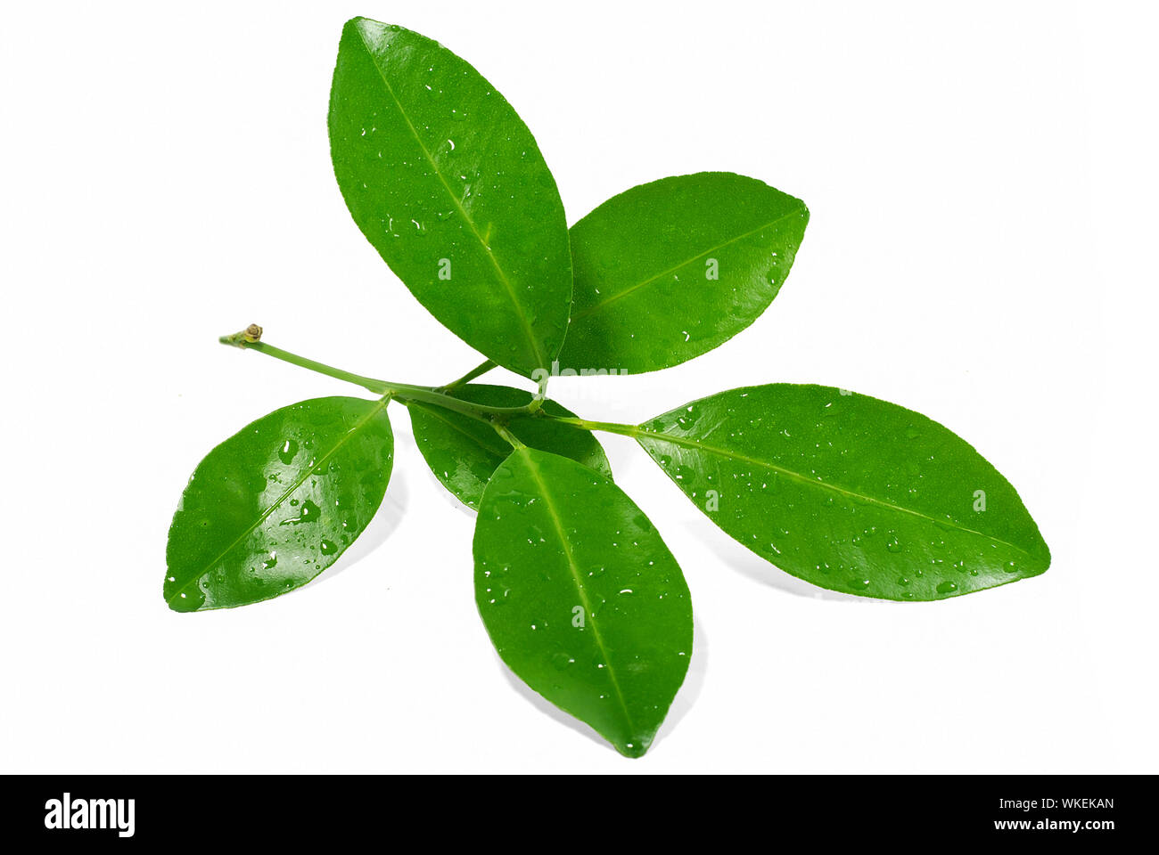 Lime leaf isolated on white background Stock Photo - Alamy