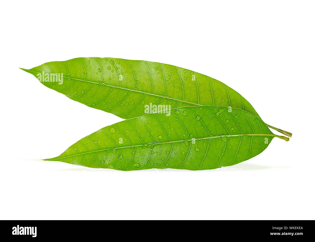 Mango leaf isolated on white background Stock Photo - Alamy