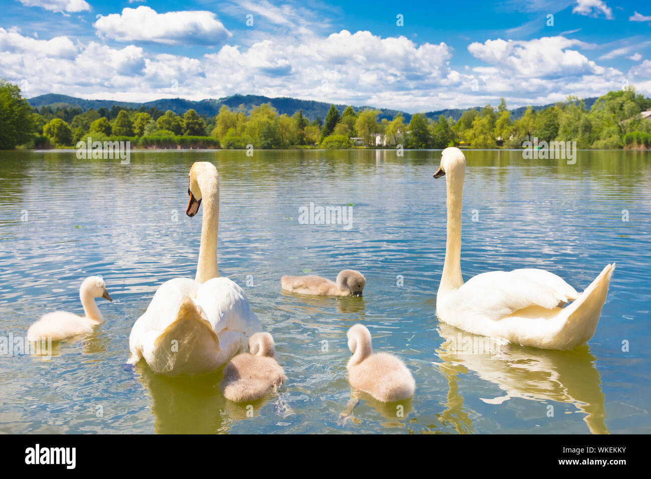 Swan family swimming in Koseze Pond or Martinek Pond or Lake Koseze is ...