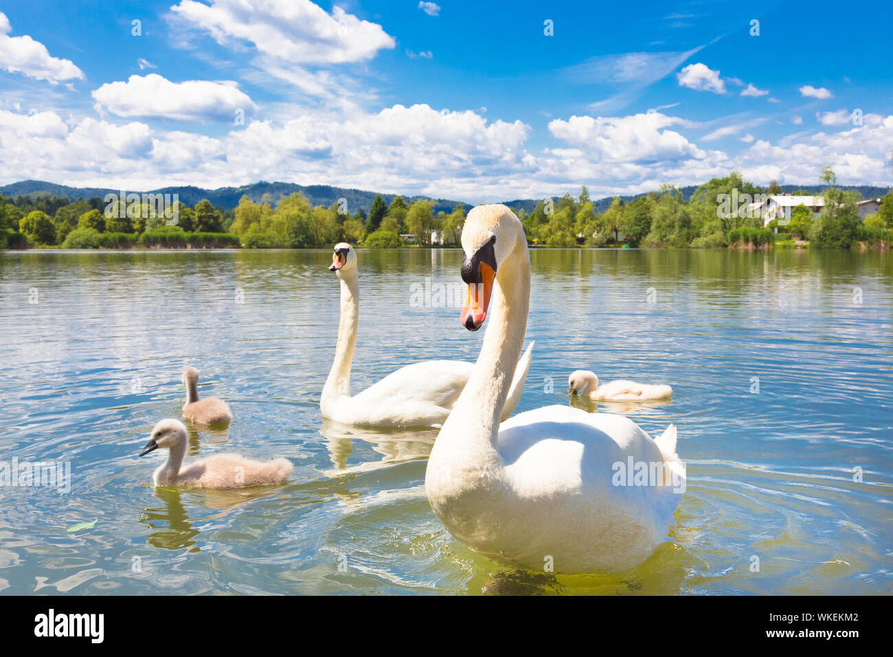 Swan family swimming in Koseze Pond or Martinek Pond or Lake Koseze is ...