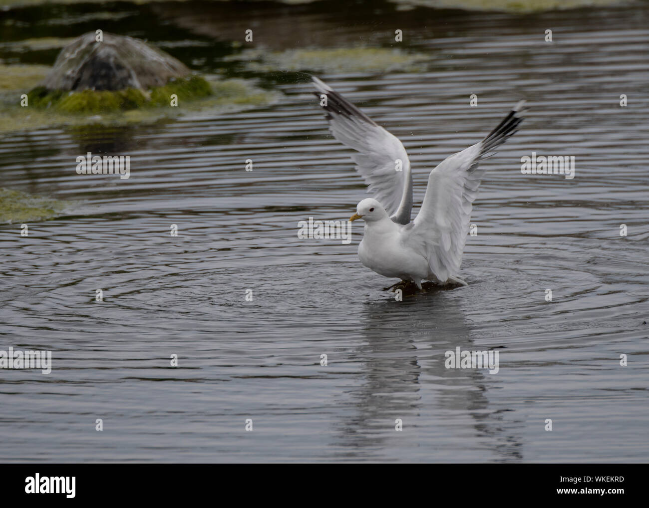 Common gull (Larus canus) washing in brackish pool, Grutness, Sumburgh ...