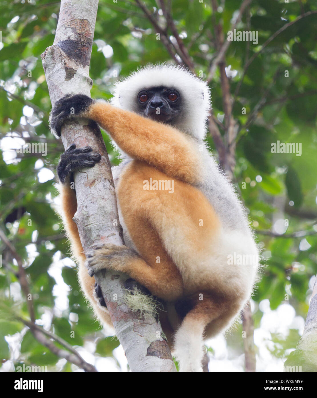 Golden Sifaka, dancing lemur of Madagascar, Africa Stock Photo - Alamy