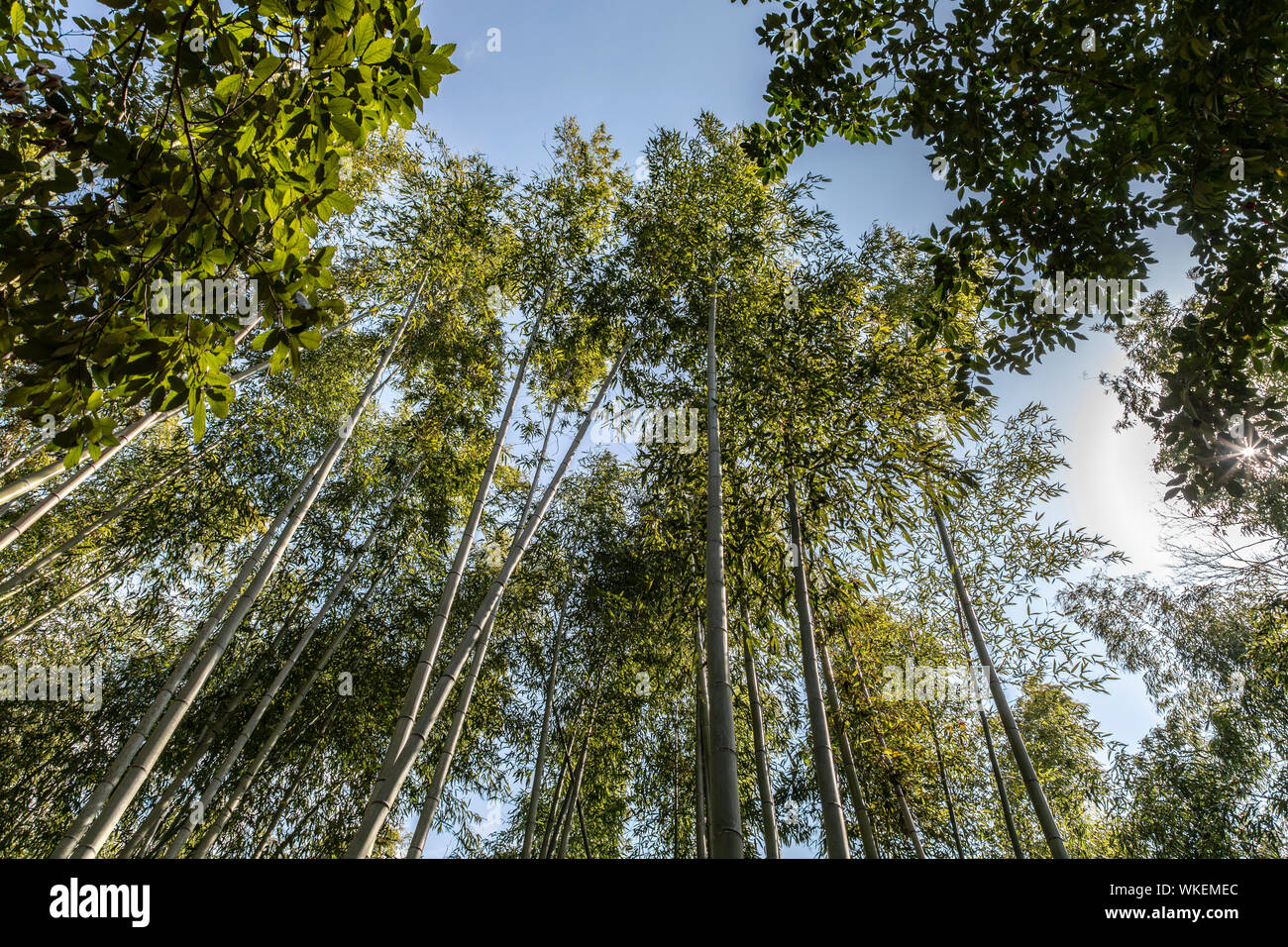 Tall Japanese bamboo cane Stock Photo - Alamy