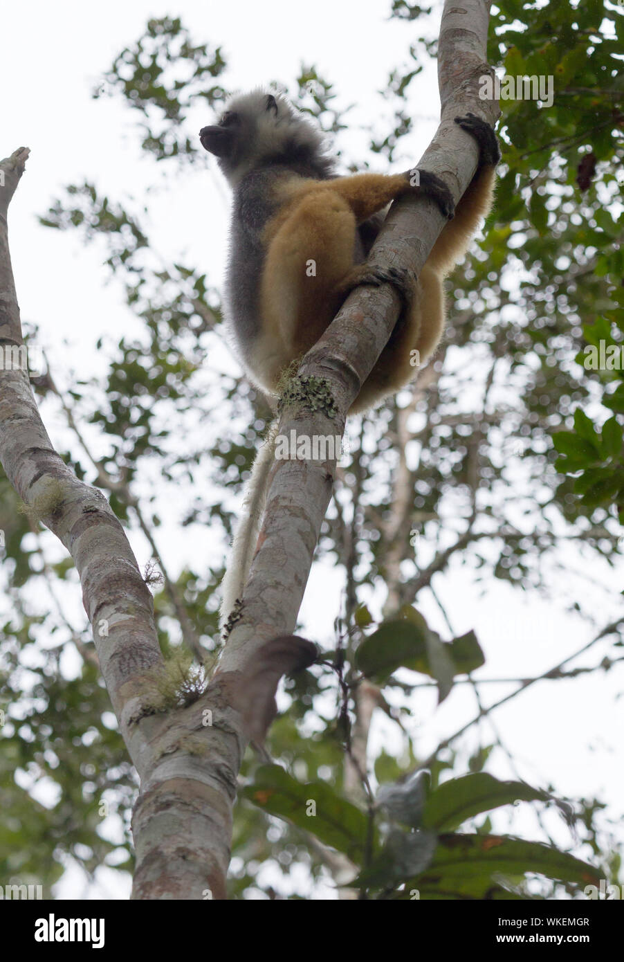 Golden Sifaka, dancing lemur of Madagascar, Africa Stock Photo - Alamy