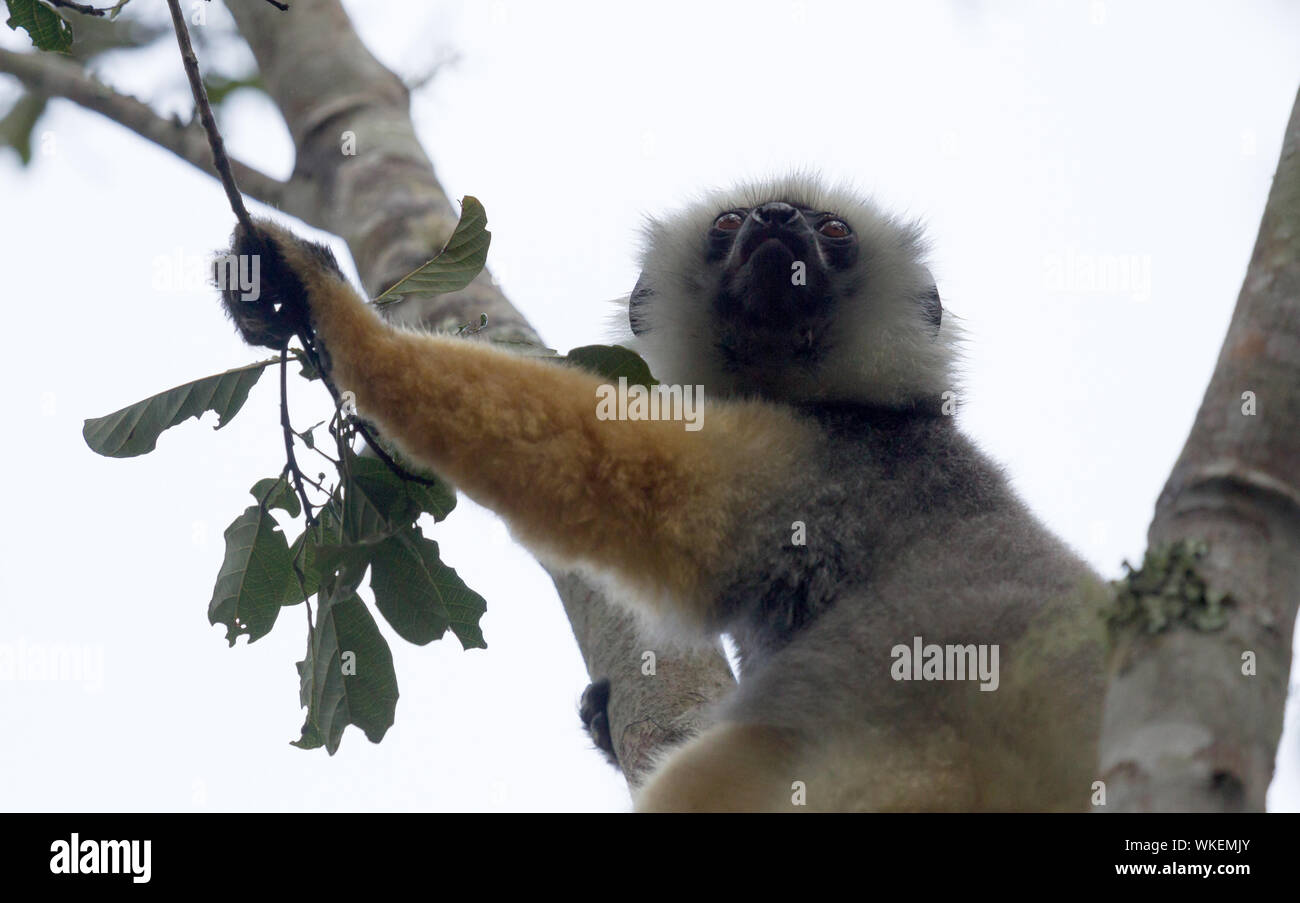 Golden Sifaka, dancing lemur of Madagascar, Africa Stock Photo - Alamy
